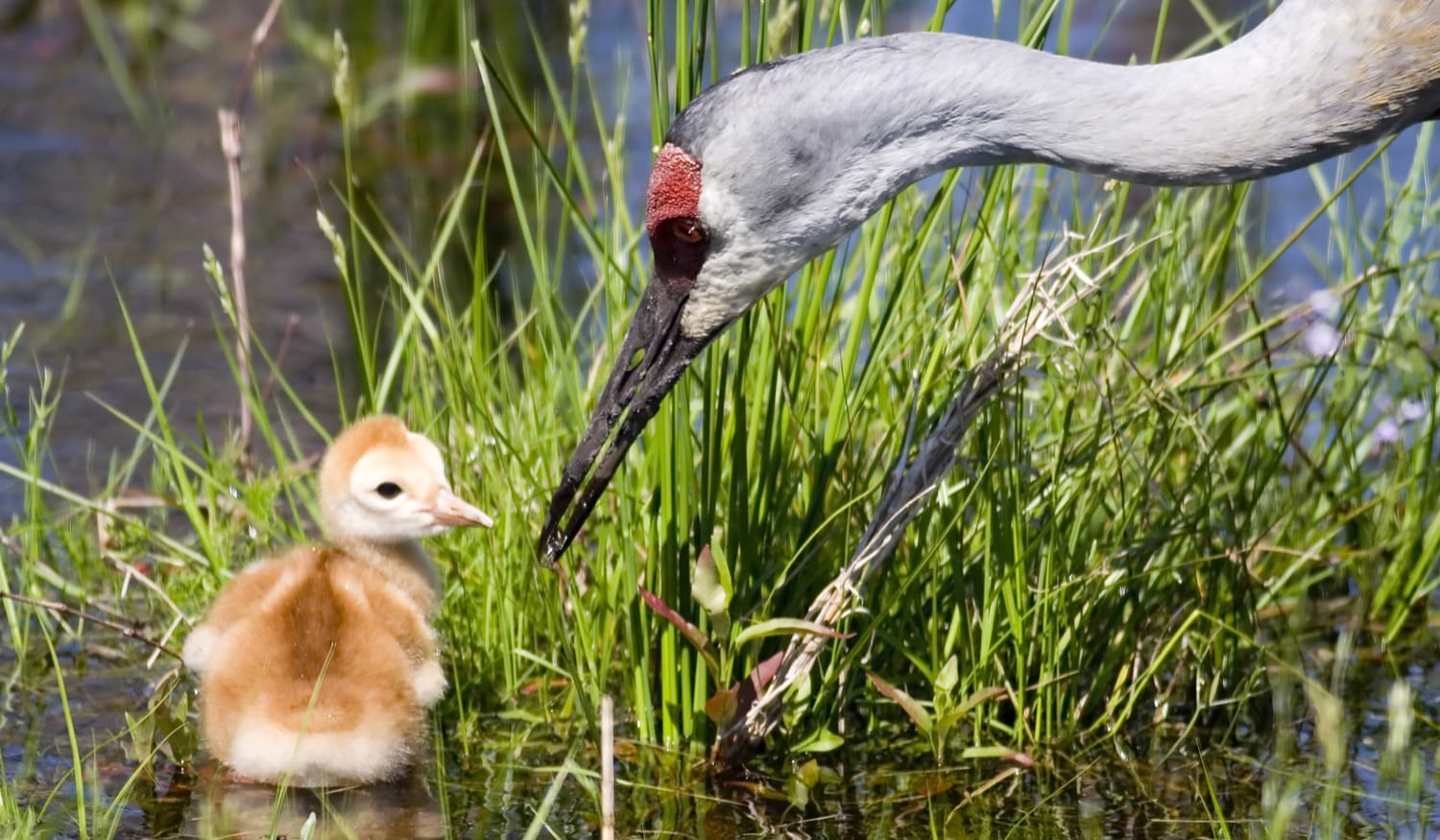 The Benefits of Funding Florida Forever - Saunders Real Estate