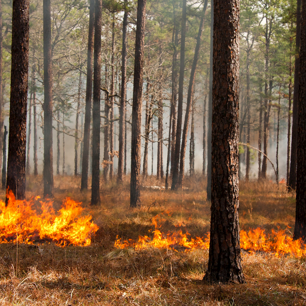 Natural Resource Planning Services Educates on Wildfire Prevention
