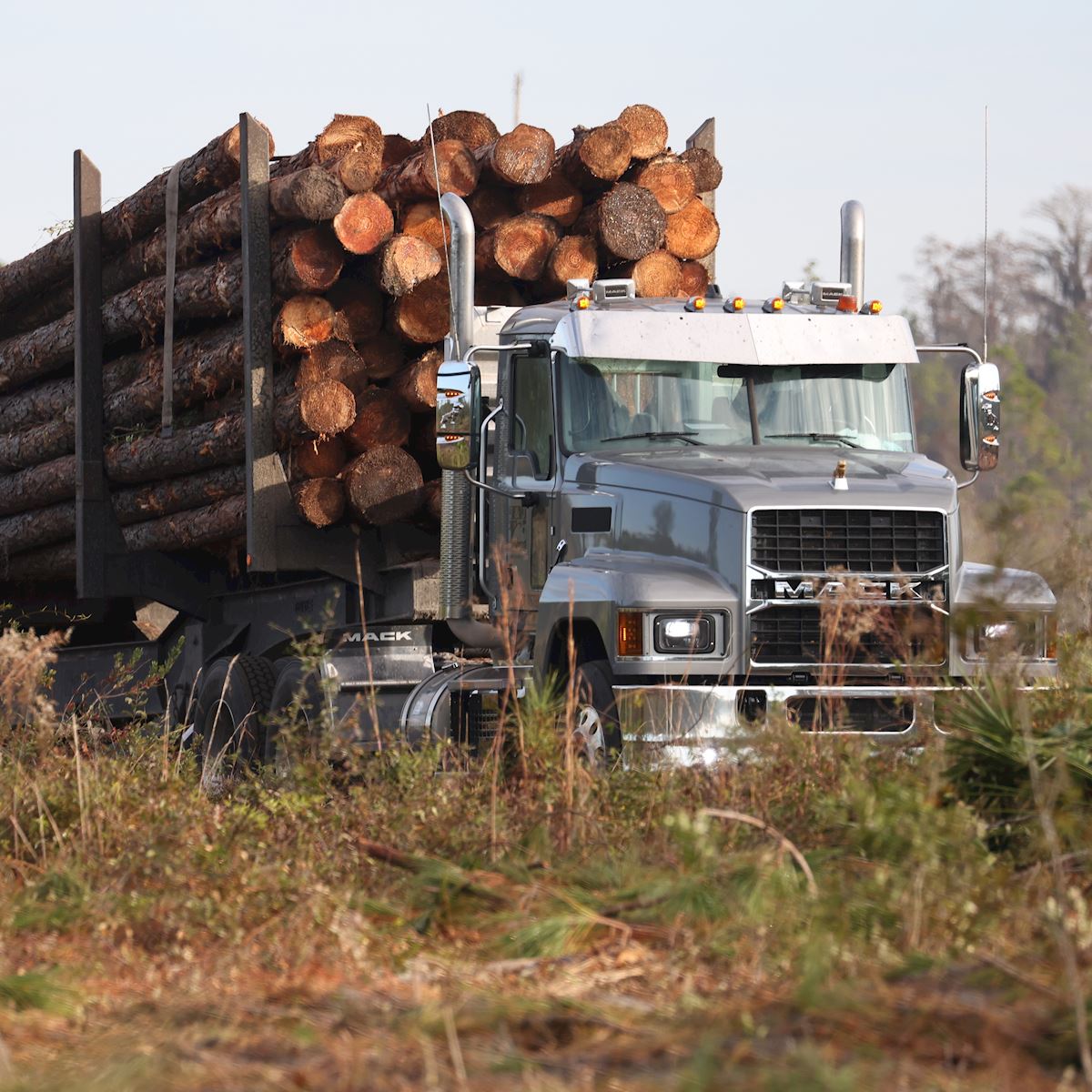 Key Strategies for Investing in Florida Timber & Agriculture