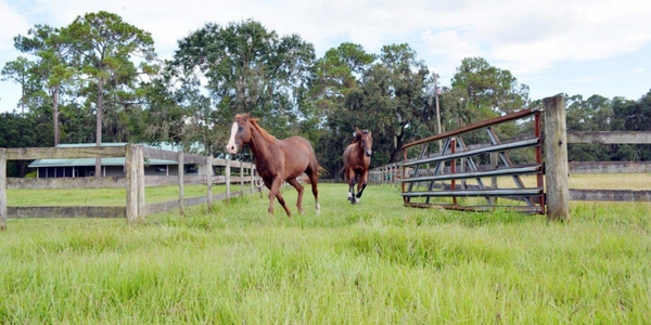 Horse Ranches for Sale in Florida: A Landowner's Guide